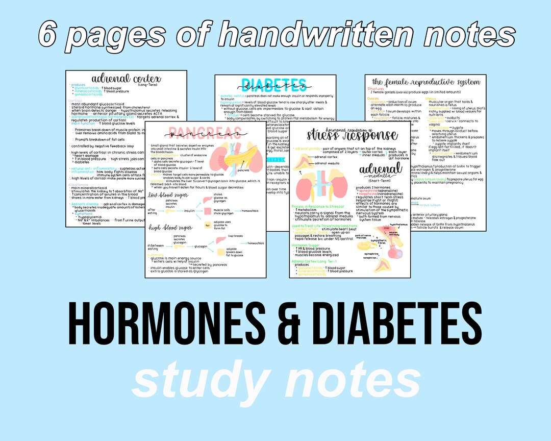 Biology Notes (hormones & Diabetes) | Digital Notes - Etsy