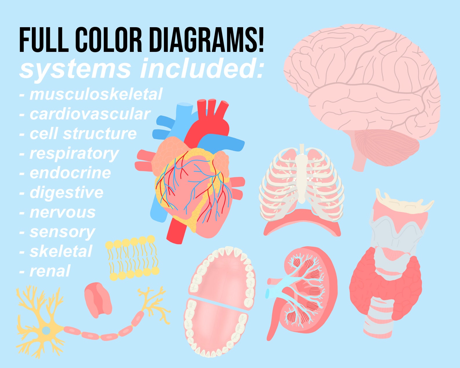 Biology & Anatomy Digital Stickers | Hand-drawn iPad Goodnotes, PNG ...