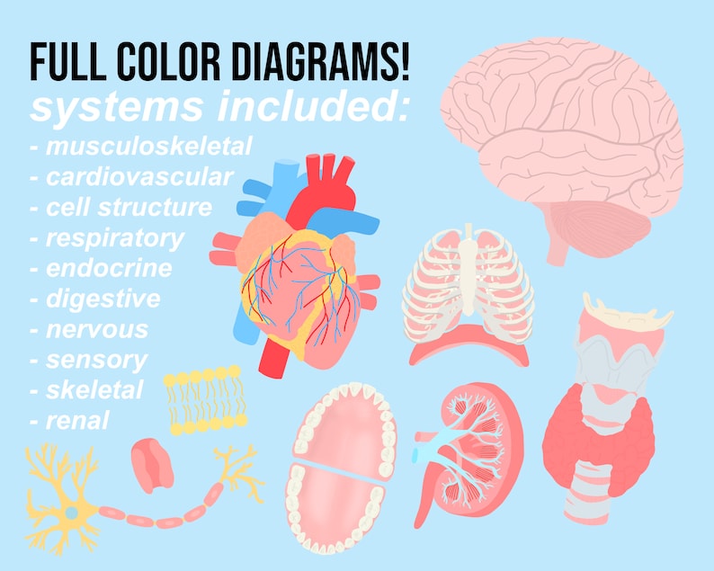 Biology & Anatomy Digital Stickers | Hand-drawn iPad Goodnotes, PNG ...