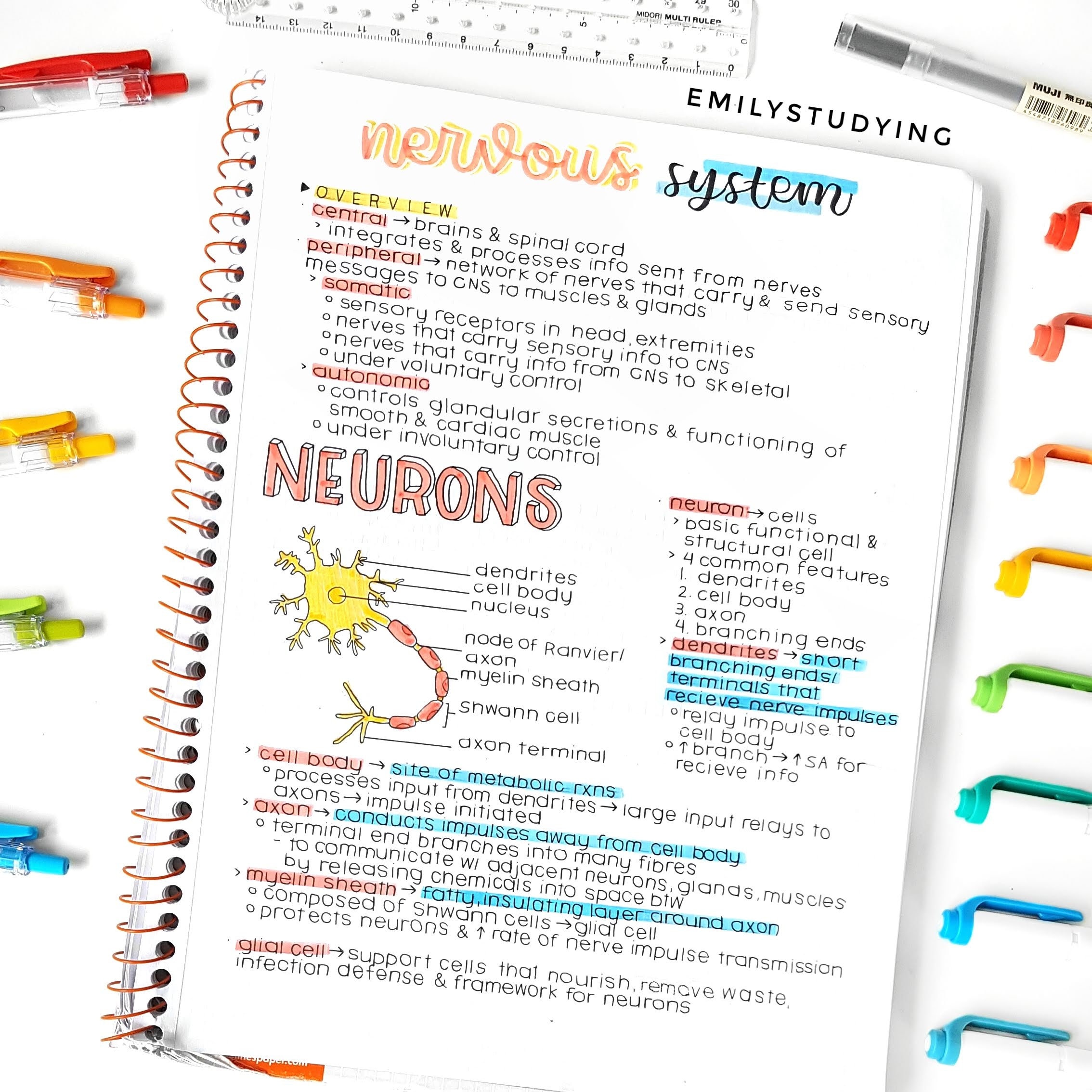 Biology Notes (the Nervous System) - Etsy