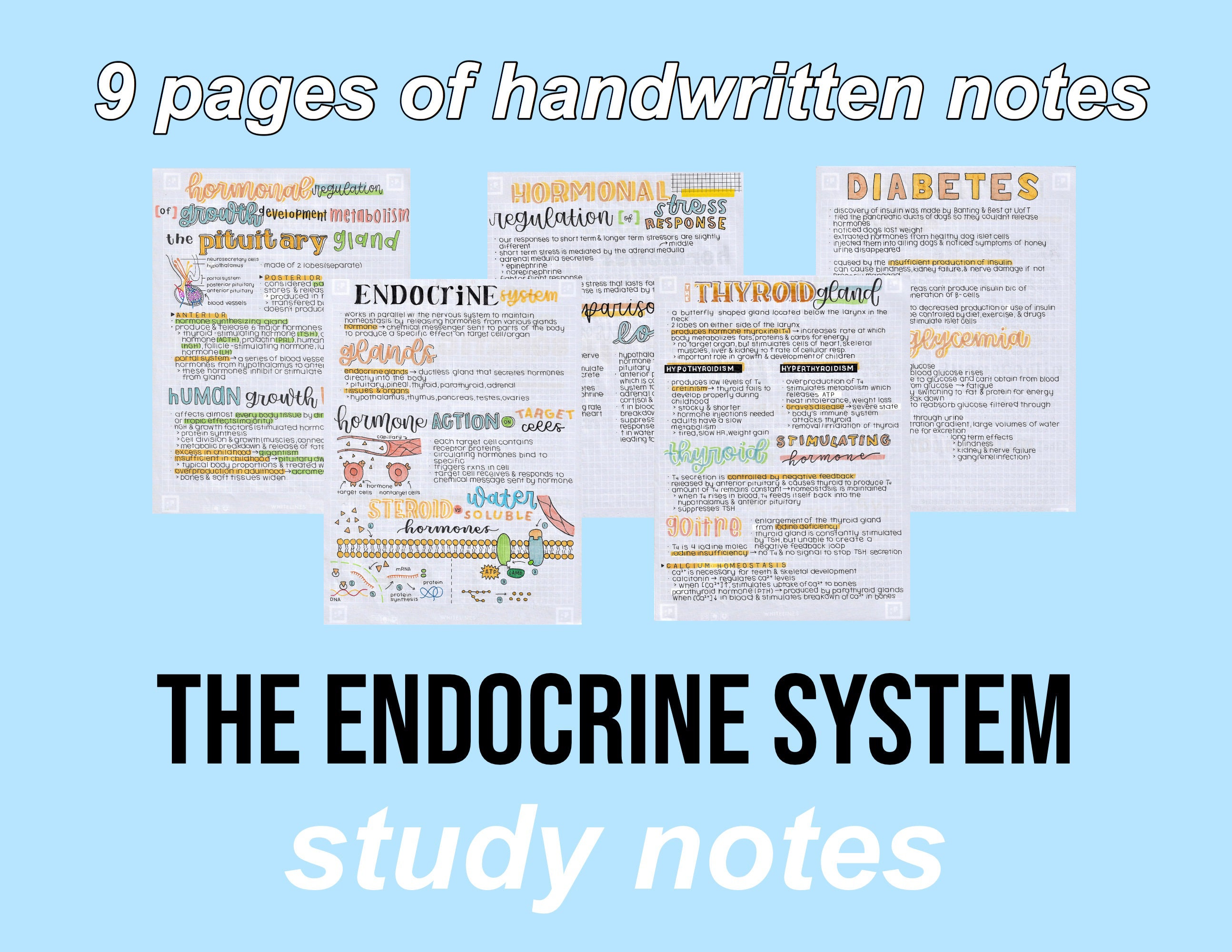 Biology Notes (endocrine System) - Etsy Canada