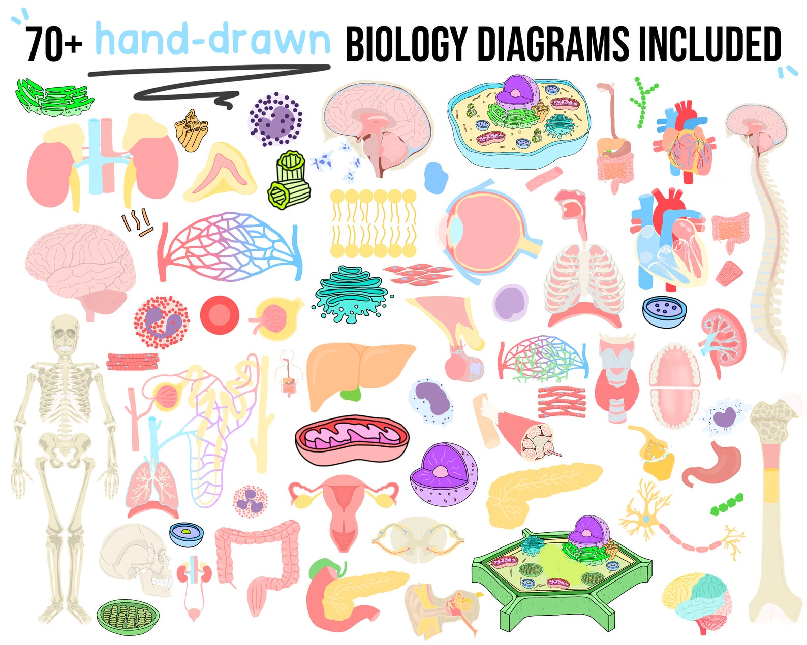 Biology & Anatomy Digital Stickers Hand-drawn Ipad - Etsy