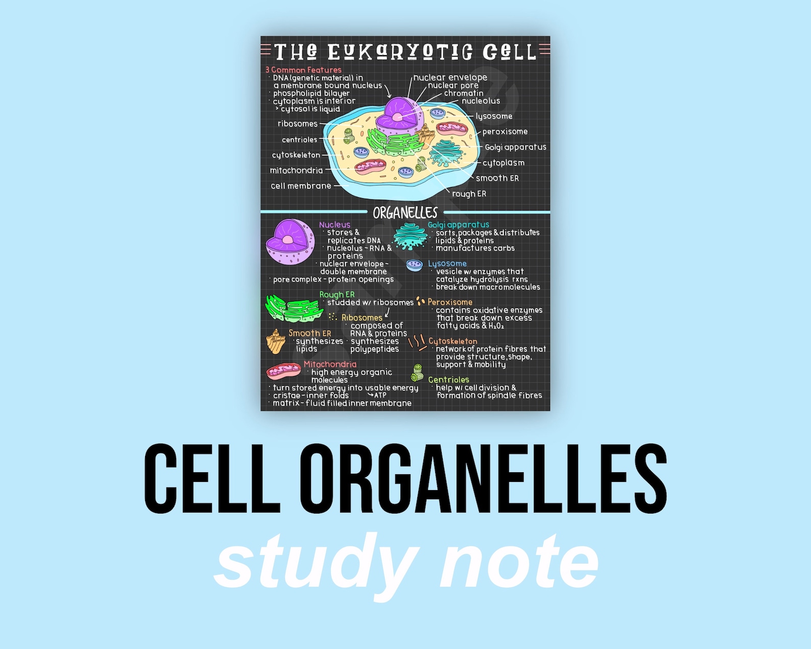 Cell Organelles Study Notes Biology Notes | Etsy