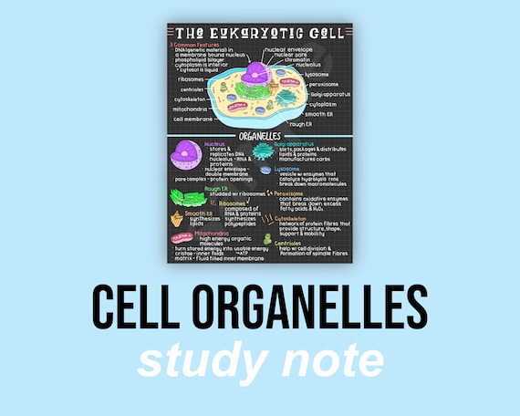 Cell Organelles Study Notes Biology Notes | Etsy