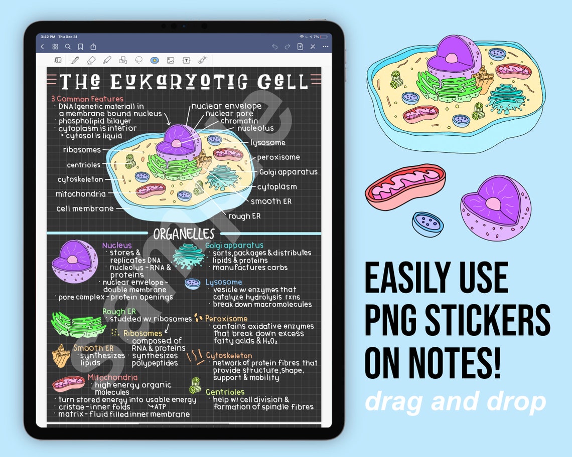 Biology & Anatomy Digital Stickers | Hand-drawn iPad Goodnotes, PNG ...
