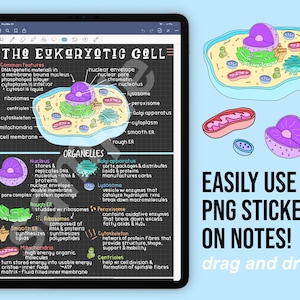 Biology & Anatomy Digital Stickers | Hand-drawn iPad Goodnotes, PNG ...