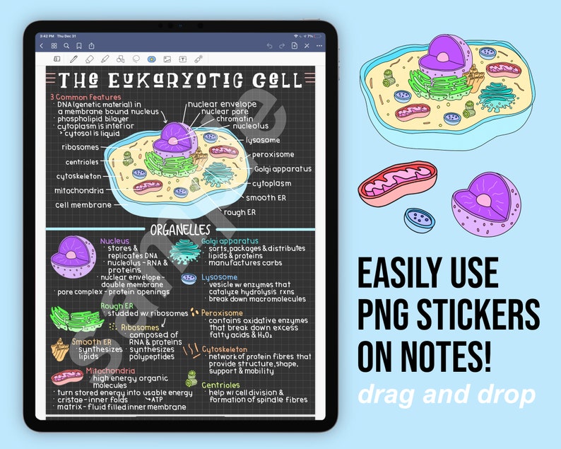 Biology & Anatomy Digital Stickers | Hand-drawn iPad Goodnotes, PNG ...