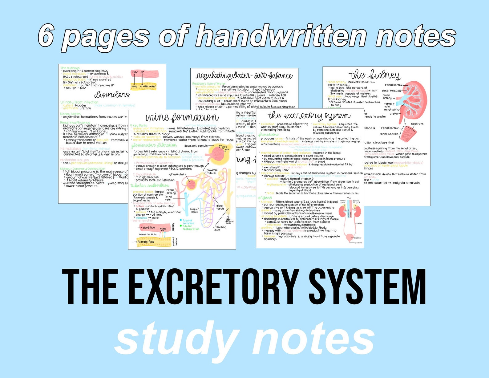 Biology Notes excretory System Digital Notes - Etsy