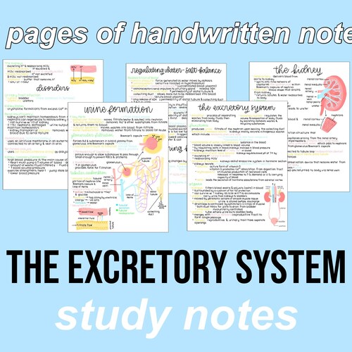 Biology Notes excretory System Digital Notes - Etsy