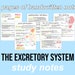 Biology Notes excretory System Digital Notes | Etsy