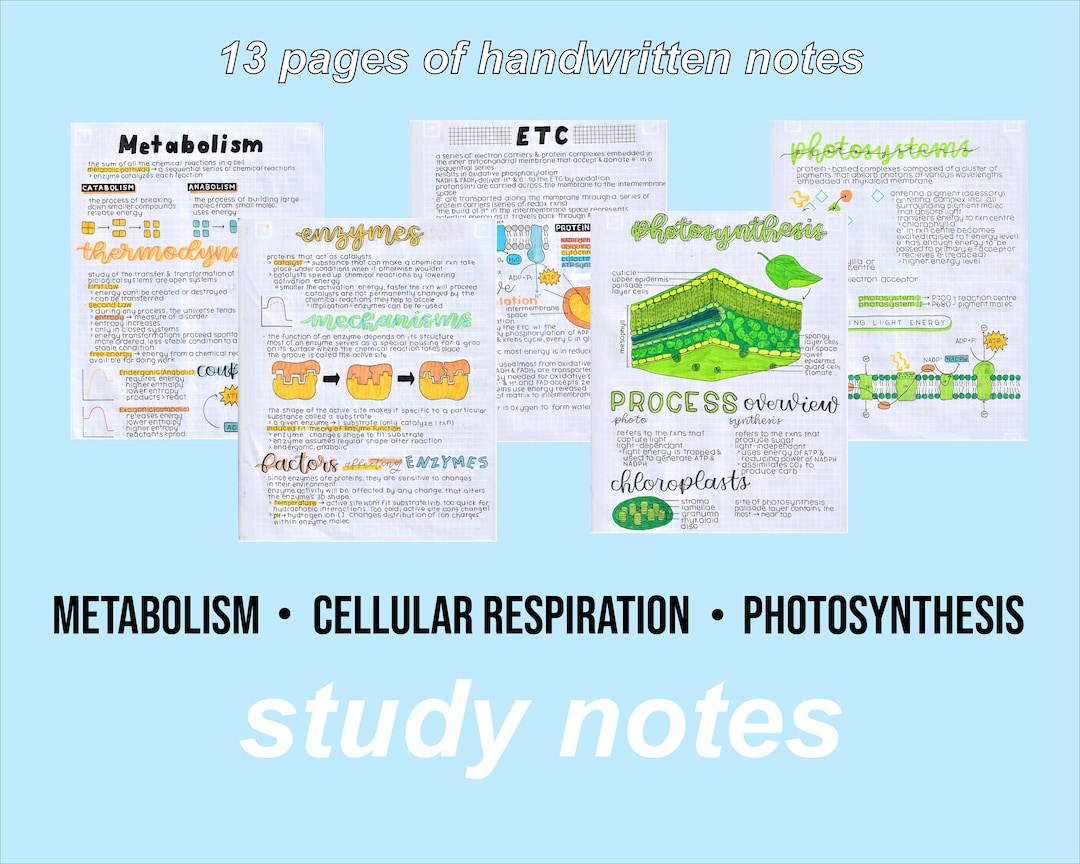 Biology Notes (cellular Respiration & Photosynthesis) - Etsy