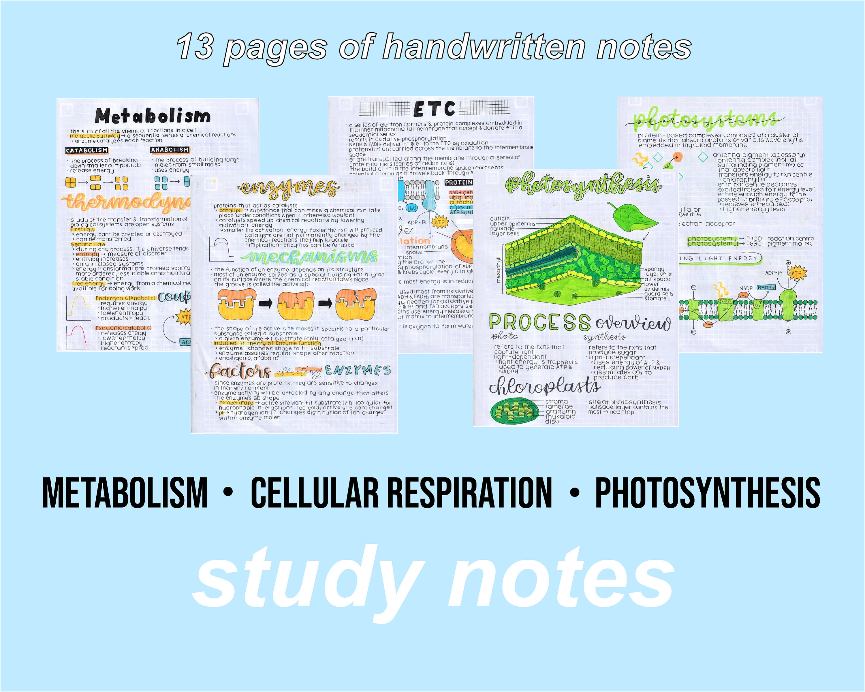 Photosynthesis Biology