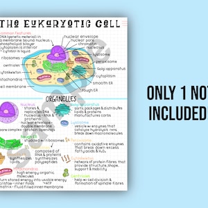 Cell Organelles Study Notes Biology Notes - Etsy