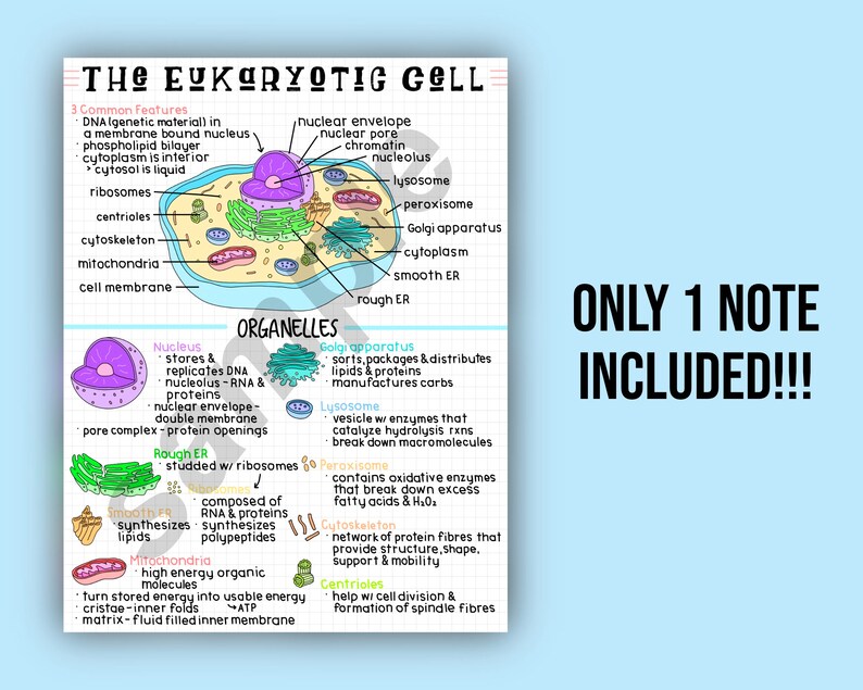 Cell Organelles Study Notes Biology Notes | Etsy