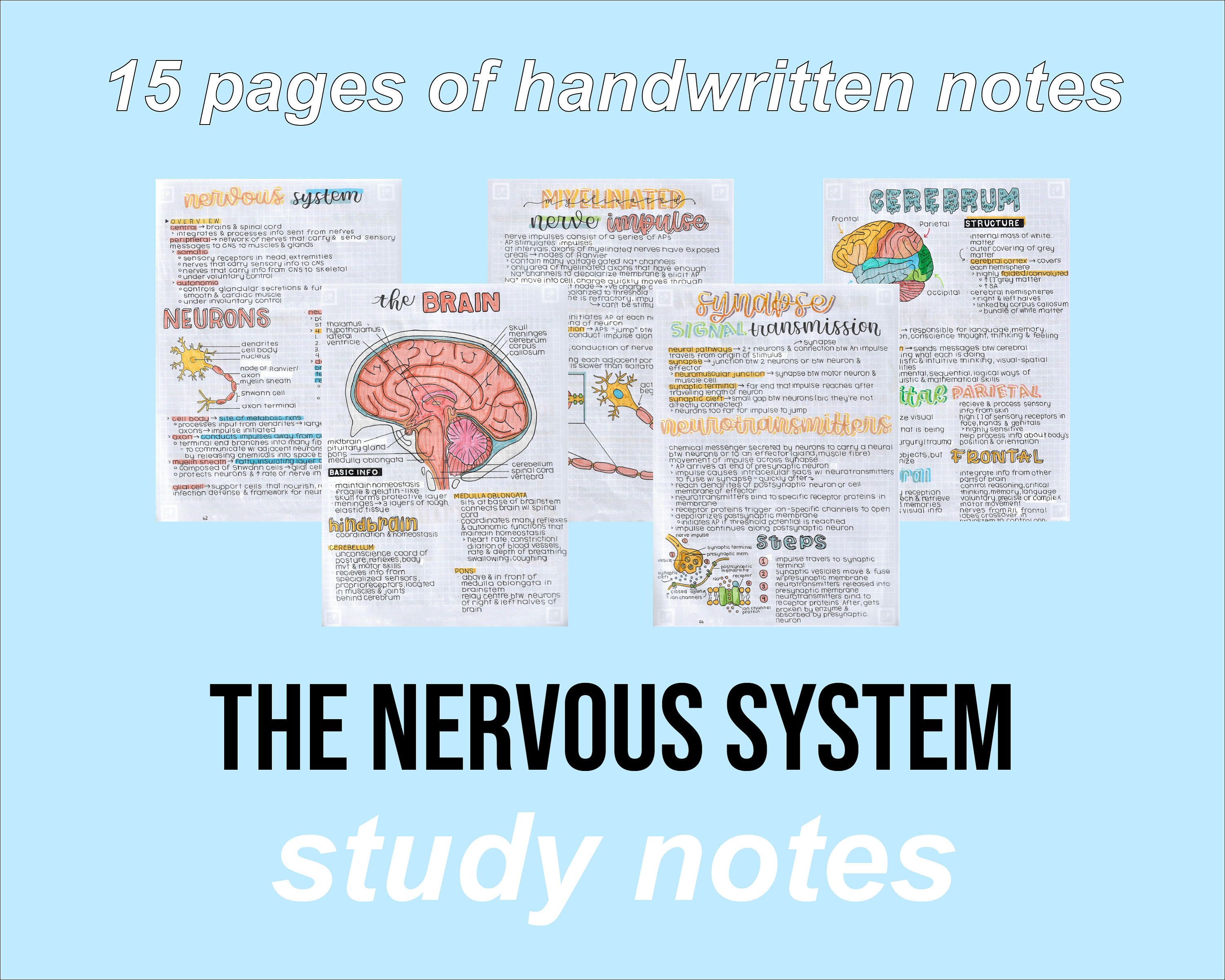 Biology Notes the Nervous System - Etsy Canada