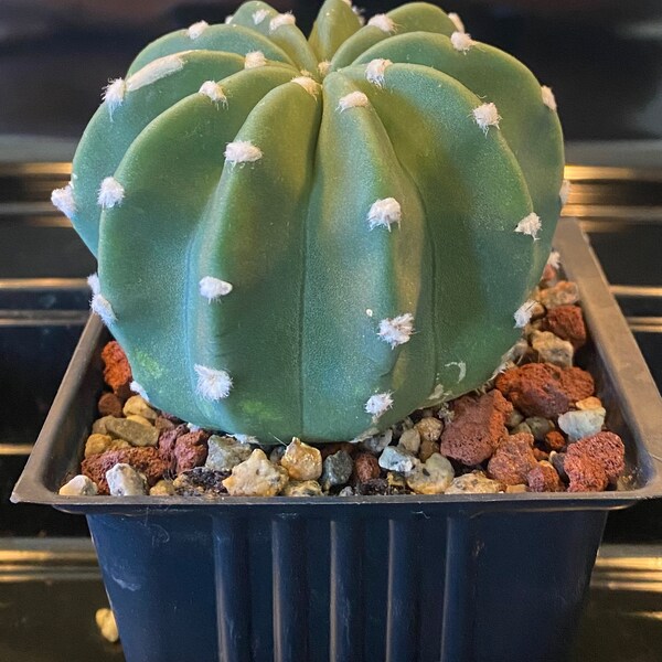 Domino Cactus - Etsy