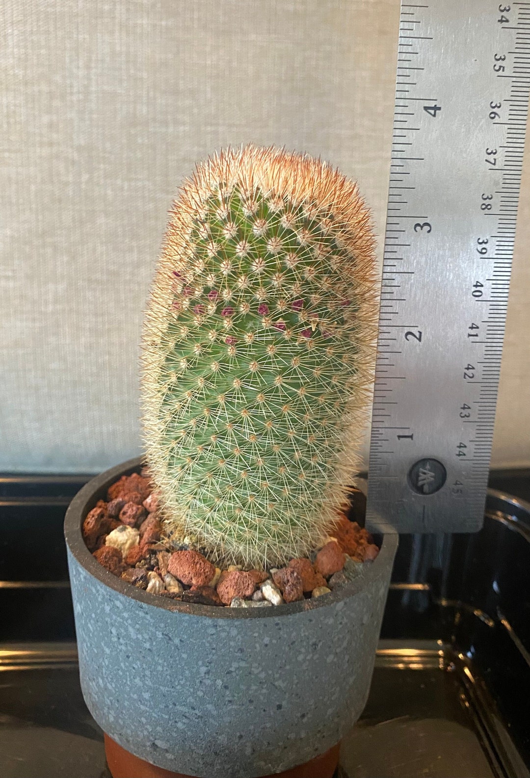 Mammillaria Matudae Cactus Sheldon's Pincushion Live Plant - Etsy