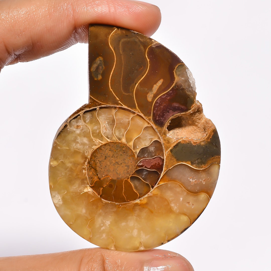 Ammonite Gemstone, 100% Natural Ammonite Cabochon Fancy Shape Loose ...