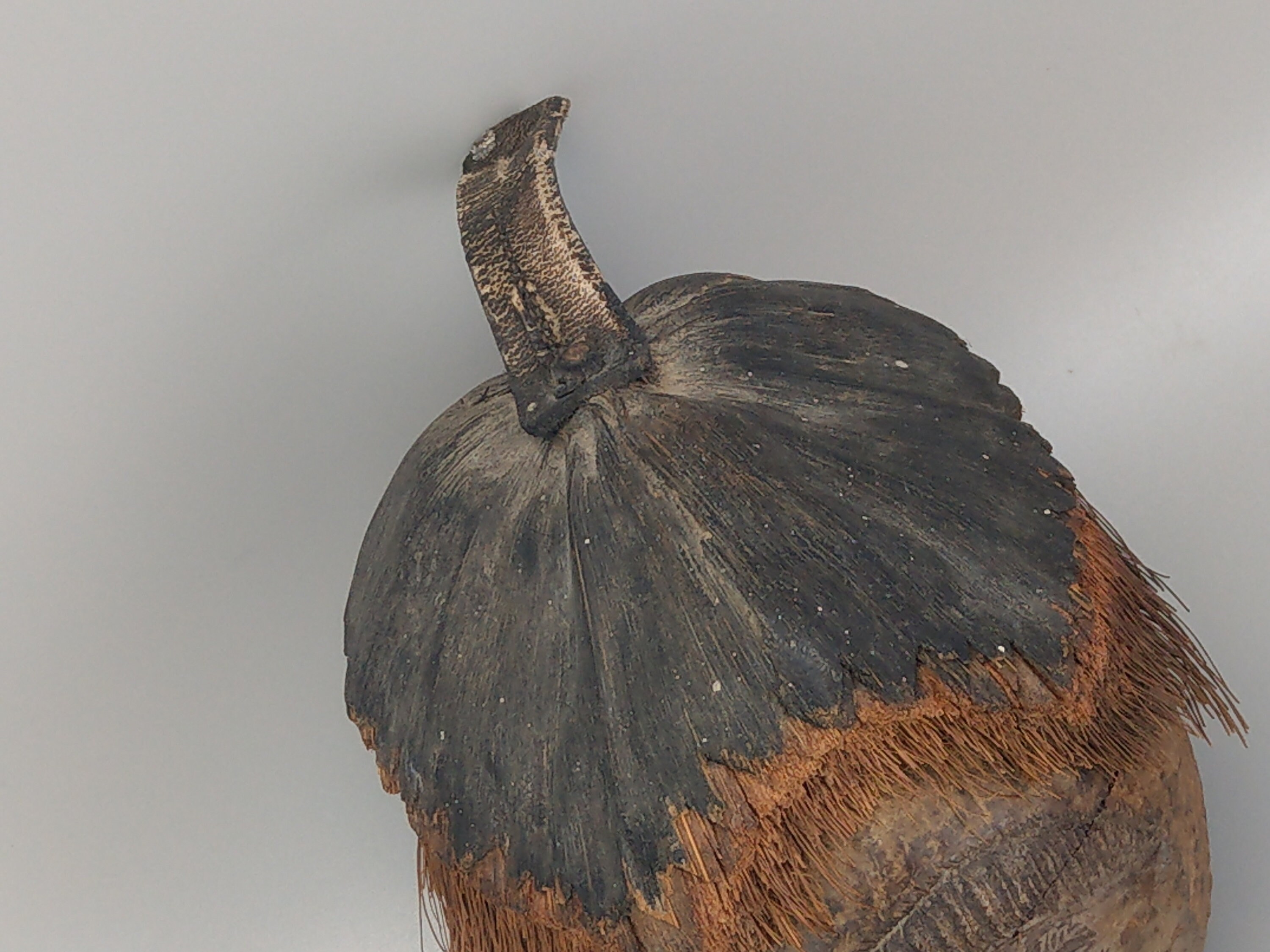 Carved Coconut Shell Creepy Face Art From Oceania Polynesia - Etsy