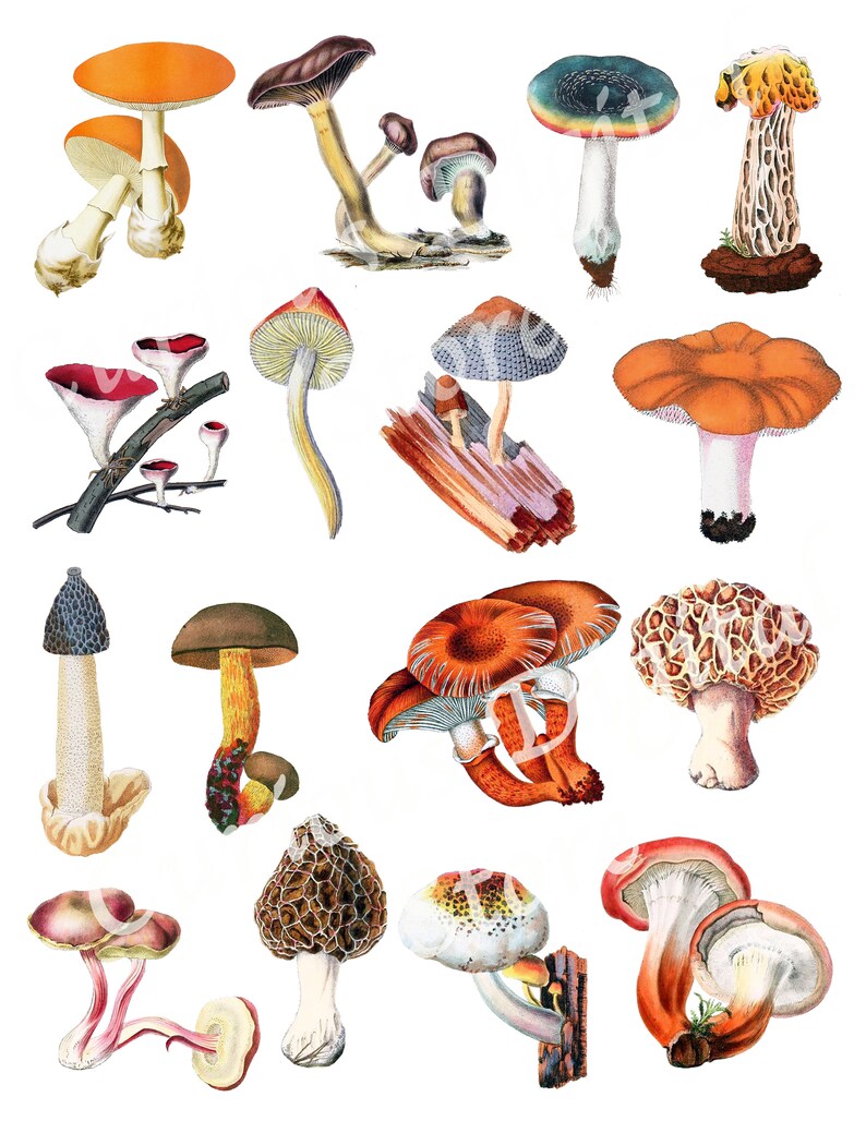 Toadstools And Mushrooms Digital Printable Collage Sheet Etsy
