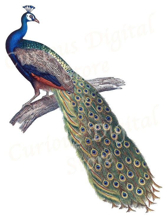 Peacock Calendars 2022 Printable