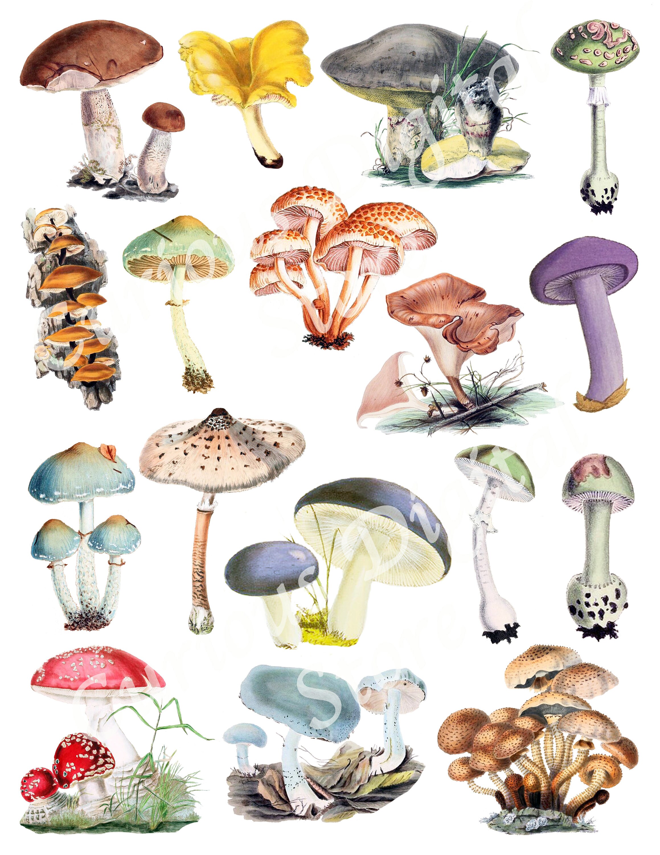 Toadstools And Mushrooms Digital Printable Collage Sheet Etsy