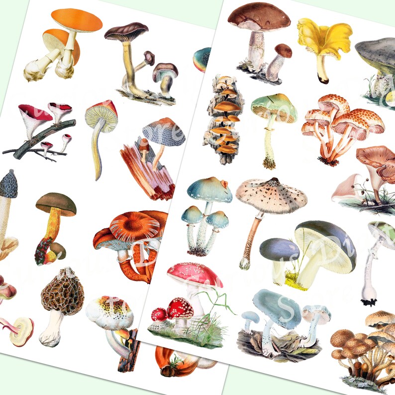 Toadstools And Mushrooms Digital Printable Collage Sheet Etsy