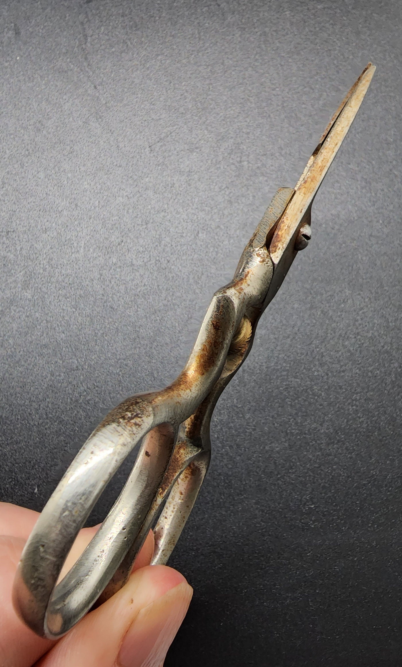 Button Hole Scissors, 19th Century - Etsy