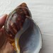 Land Snail Shells, African Giant Empty Shells, African Giant Land Snail ...