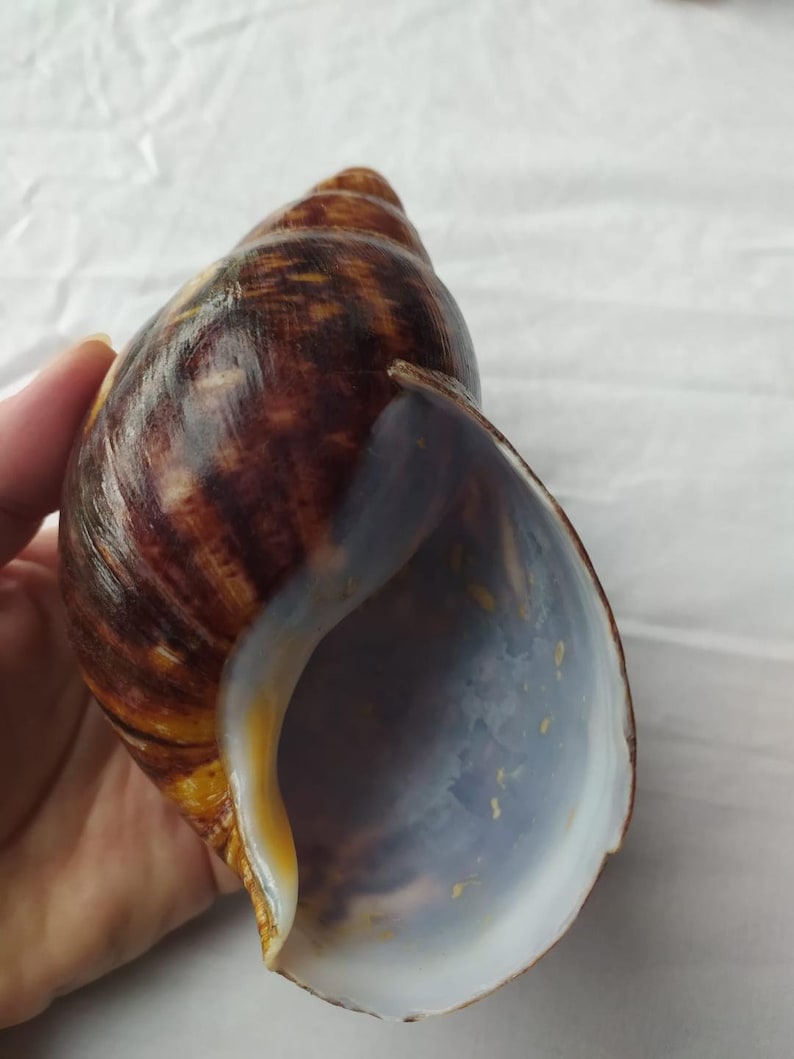 Land Snail Shells, African Giant Empty Shells, African Giant Land Snail ...