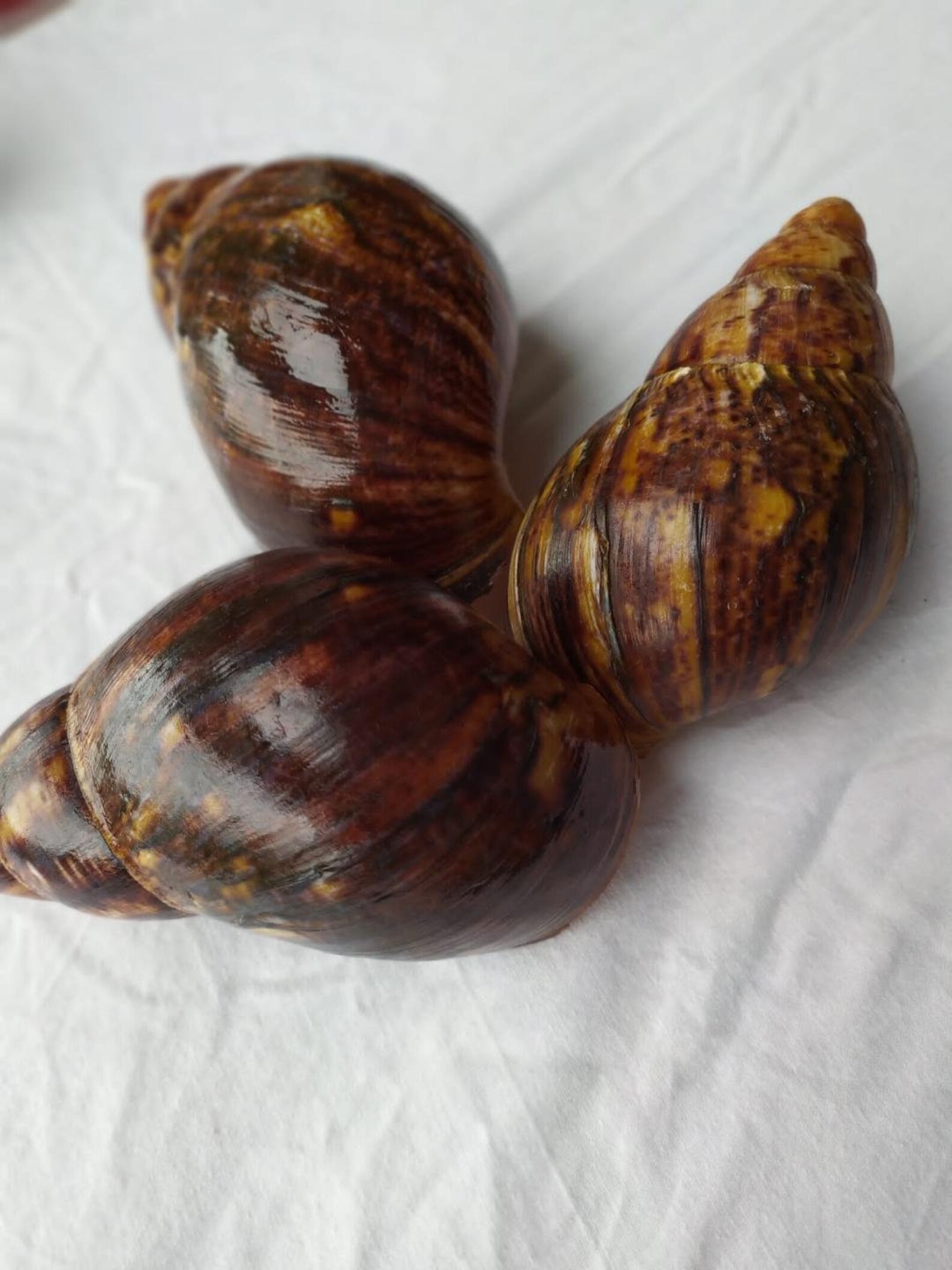 Land Snail Shells, African Giant Empty Shells, African Giant Land Snail ...