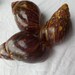 Land Snail Shells, African Giant Empty Shells, African Giant Land Snail ...