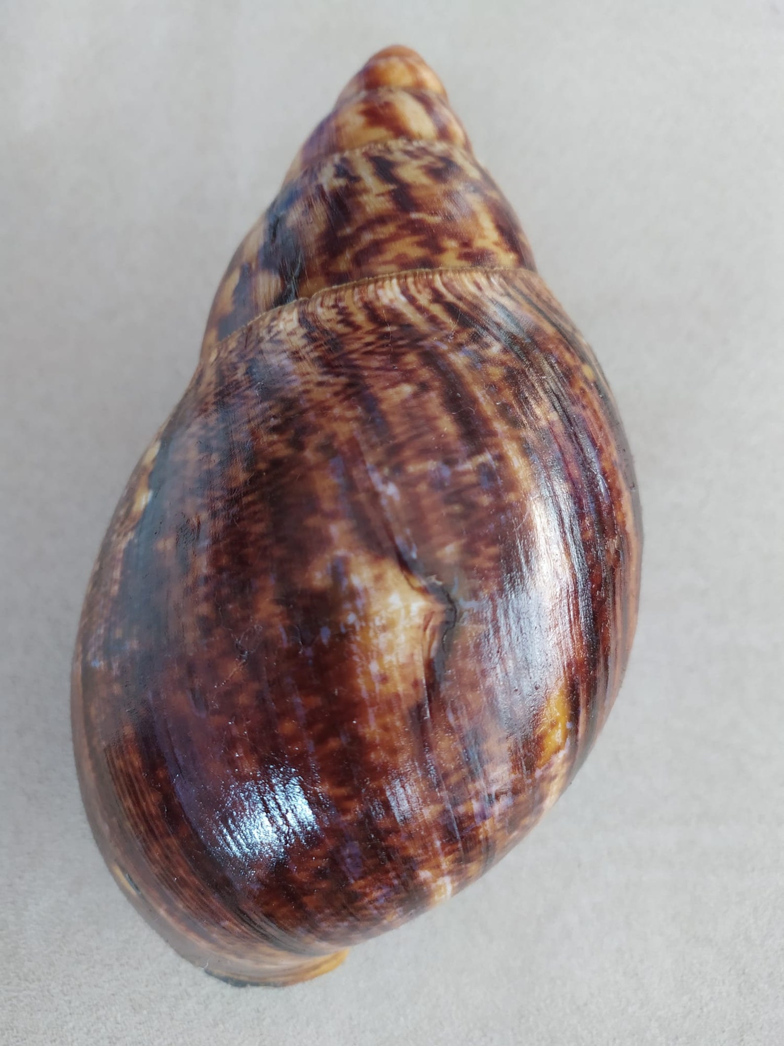 Land Snail Shells, African Giant Empty Shells, African Giant Land Snail ...