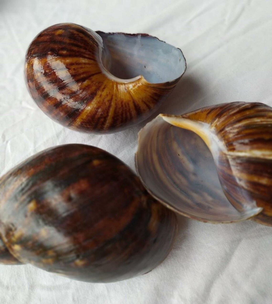 Land Snail Shells, African Giant Empty Shells, African Giant Land Snail ...