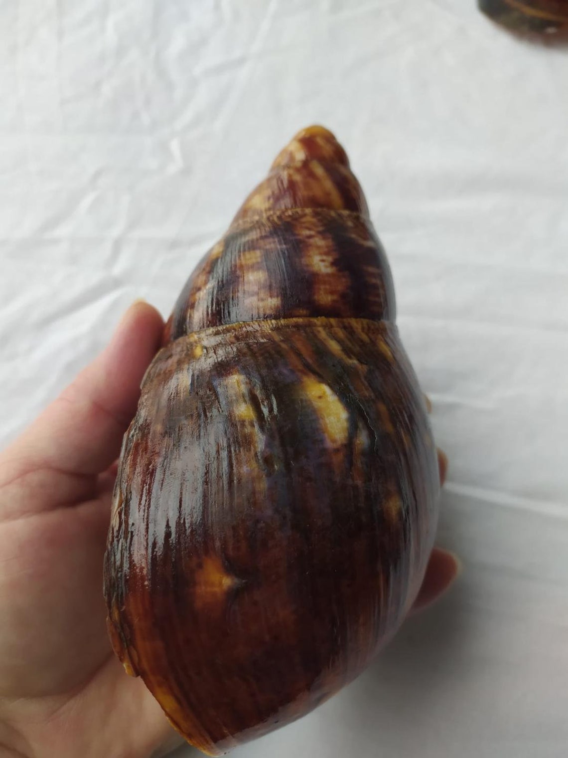 Land Snail Shells, African Giant Empty Shells, African Giant Land Snail ...