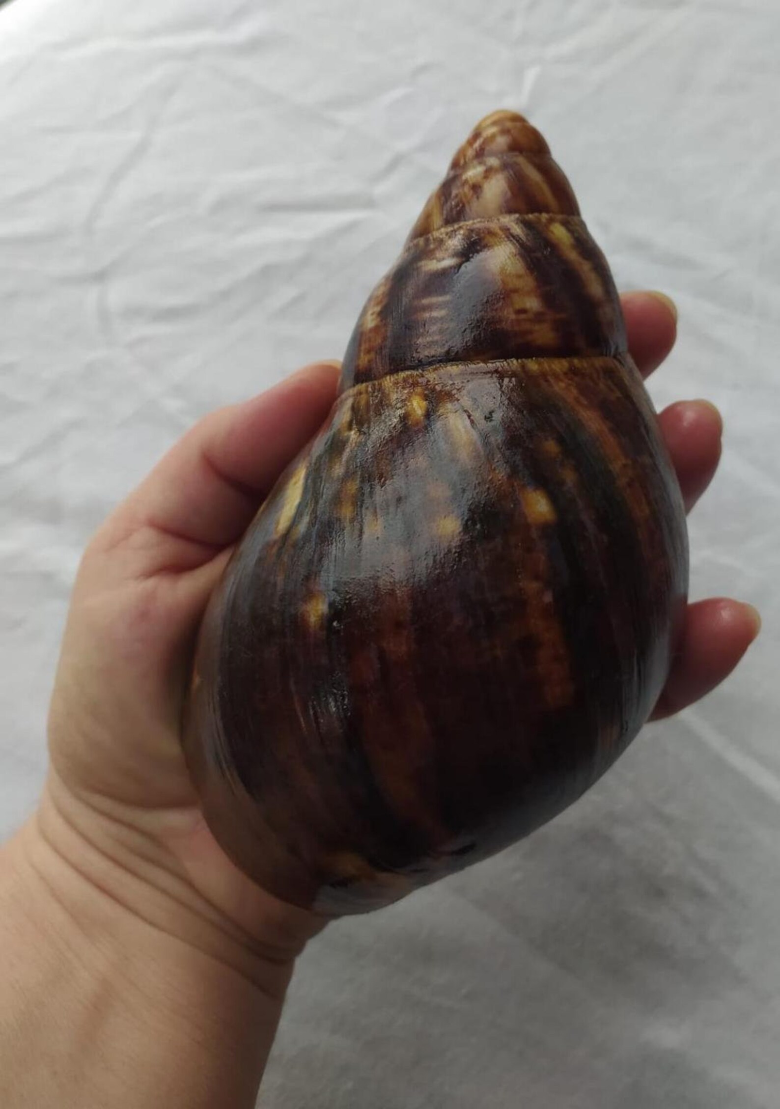 Land Snail Shells, African Giant Empty Shells, African Giant Land Snail ...