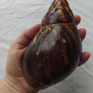 Land Snail Shells, African Giant Empty Shells, African Giant Land Snail Shells, Beach Home Decor ...