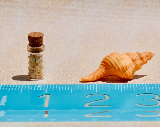 Tiny Baby Horse Conch Shells in Tiny Bottle - Etsy