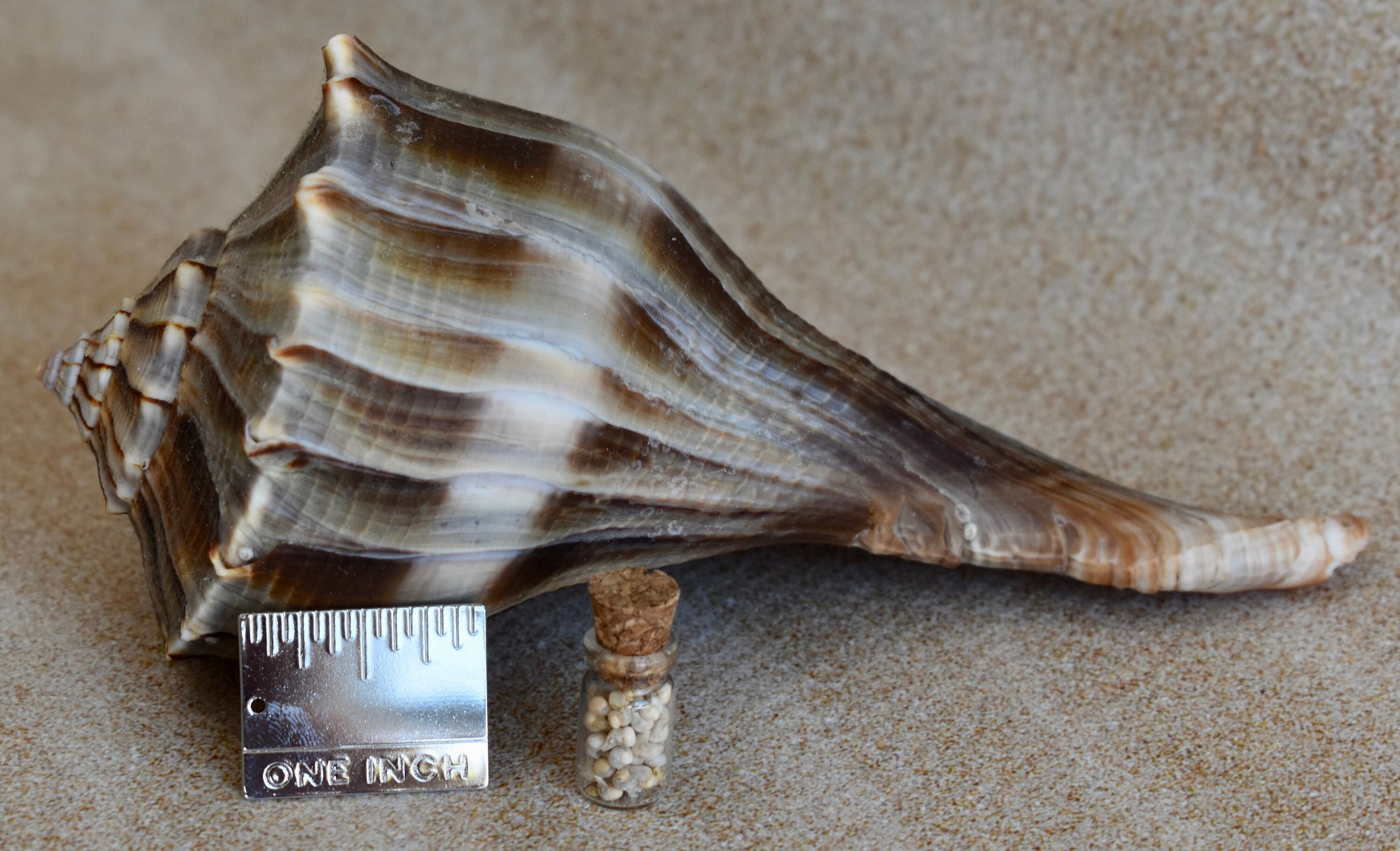Tiny Baby Lightning Whelk Bottle - Etsy