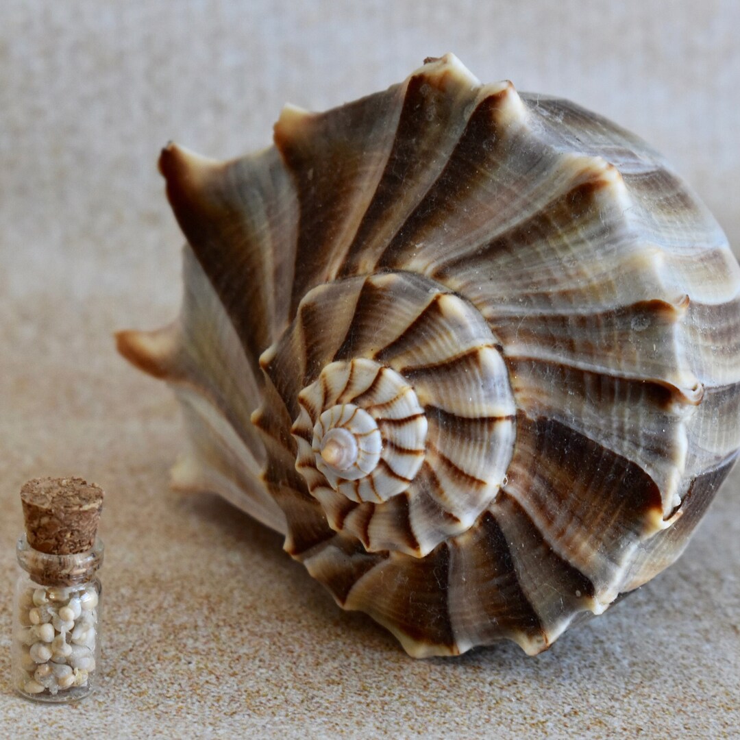 Tiny, Baby Lightning Whelk Bottle - Etsy