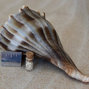 Tiny, Baby Lightning Whelk Bottle - Etsy