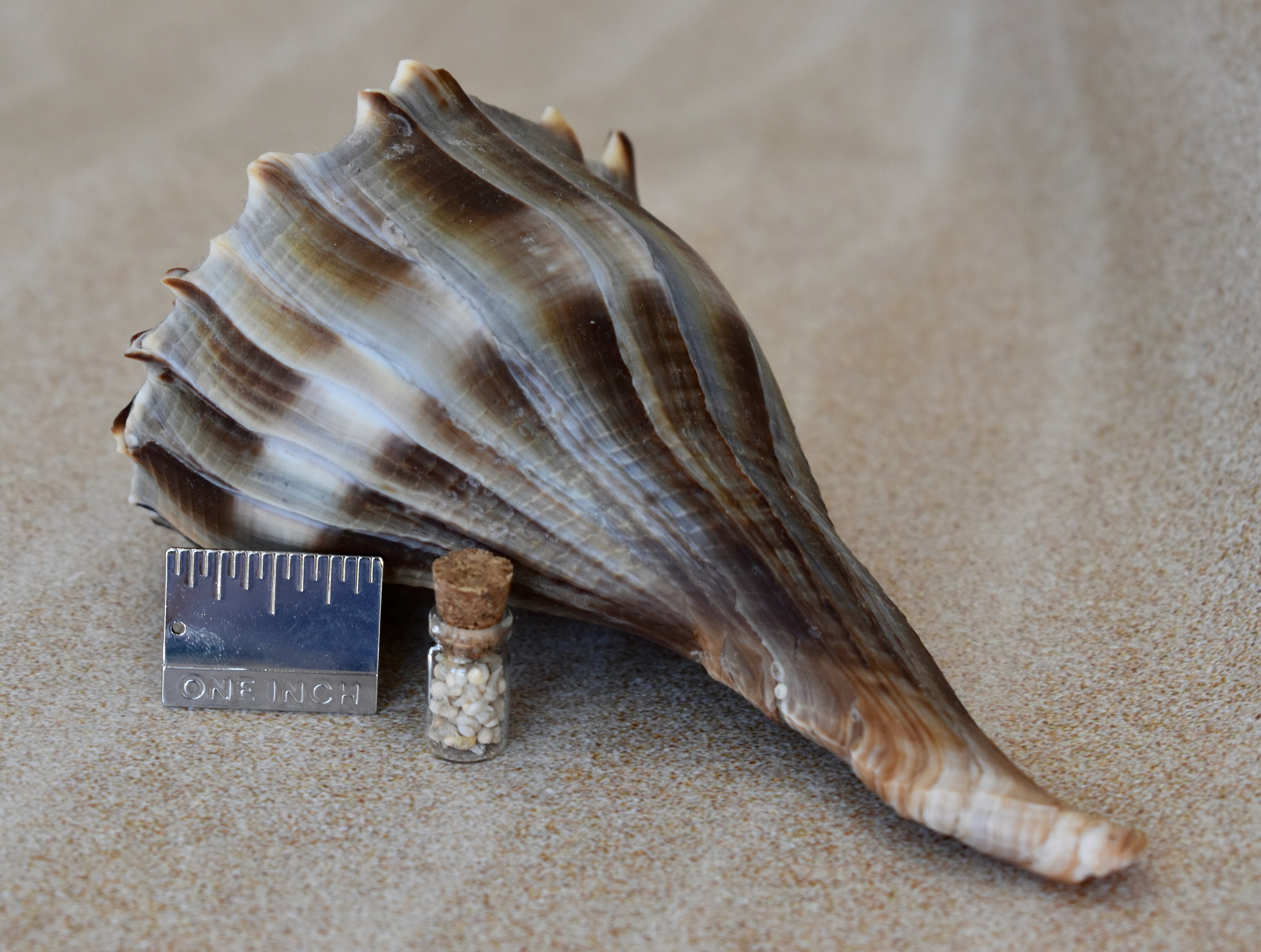 Tiny Baby Lightning Whelk Bottle - Etsy