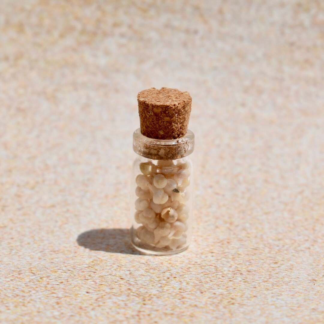 Tiny, Baby Horse Conch Shells in Tiny Bottle - Etsy