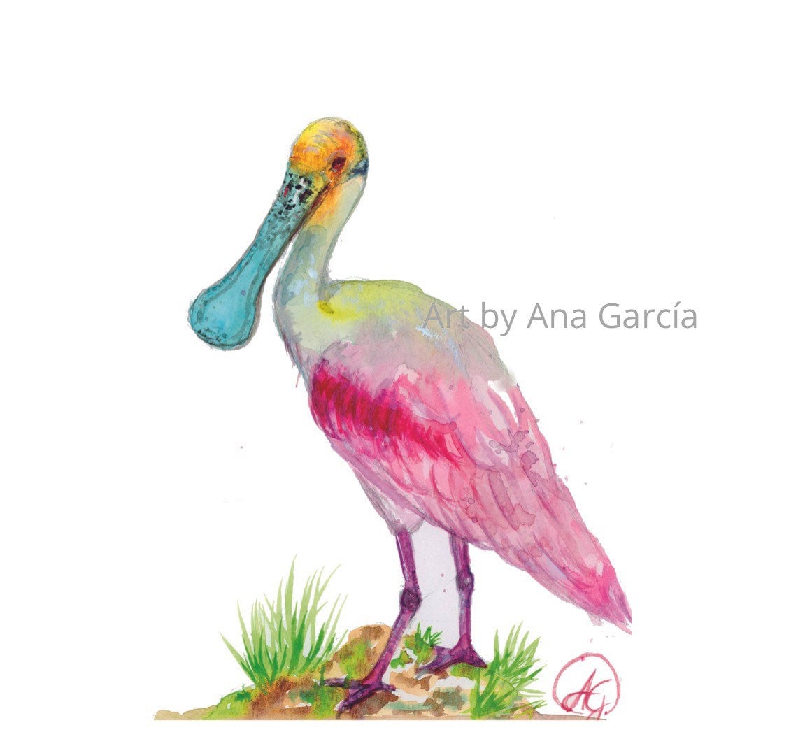 Spoonbill Roseate Art, Spoonbill Roseate Watercolor, Art Bird, Bird of ...