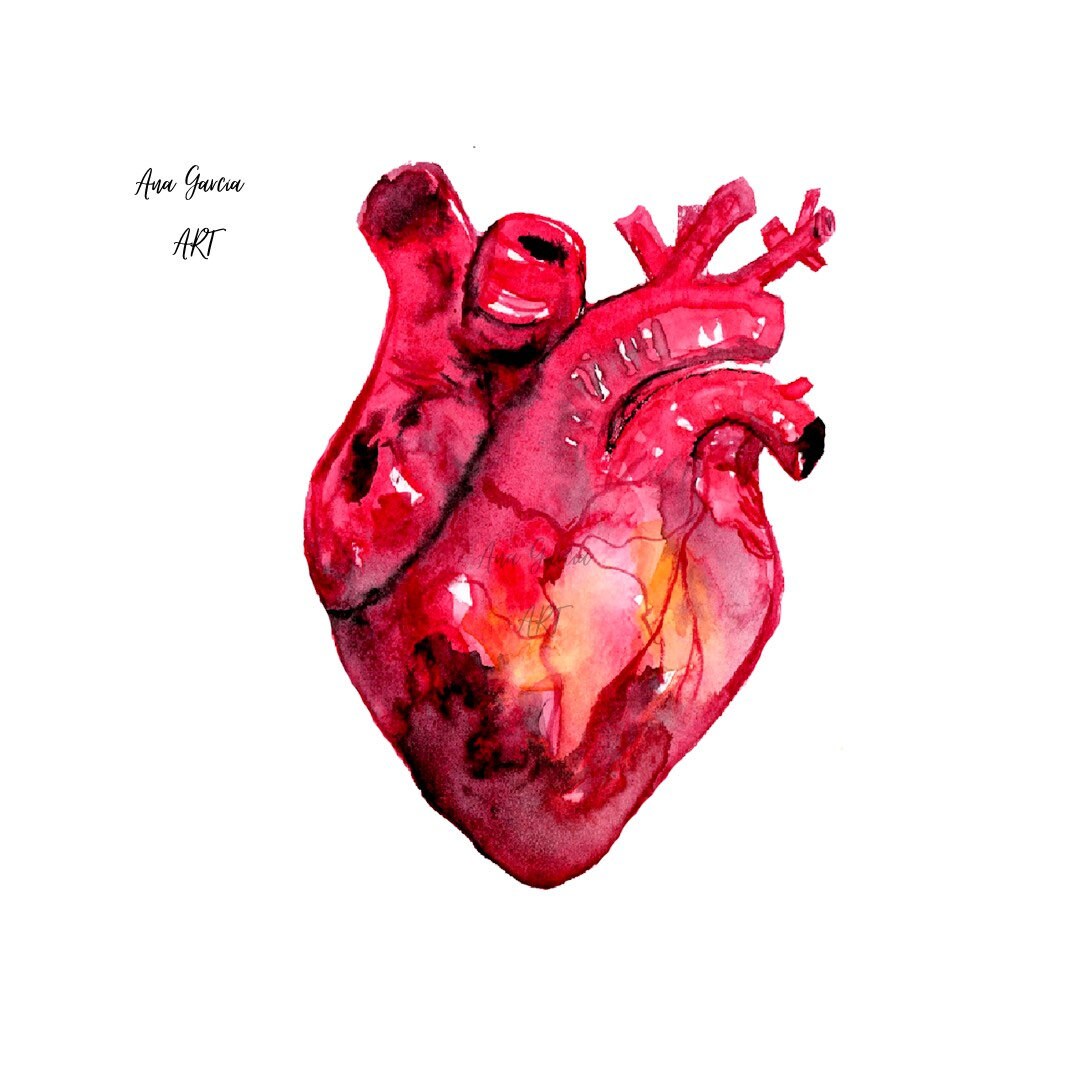 Human Heart Art, Human Heart Artwork Prints, Anatomical Heart, Heart ...