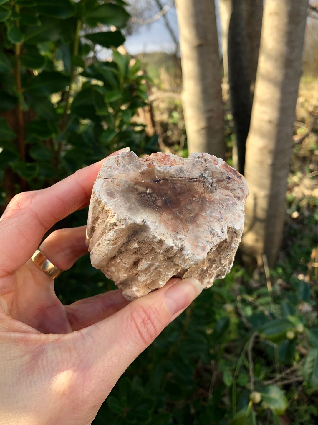 Fossilised Tree Branch Crystal Wood Rough Natural Petrified Gemstone ...