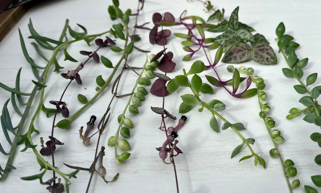 Succulent Strings of Things Bundle of Ten Varieties - Etsy