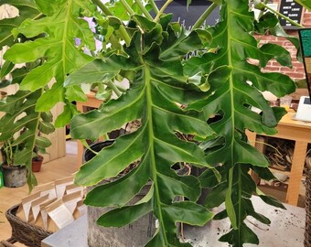 PHILODENDRON BOB CEE Plant free Heat rare Aroid Long Glossy Serrated ...