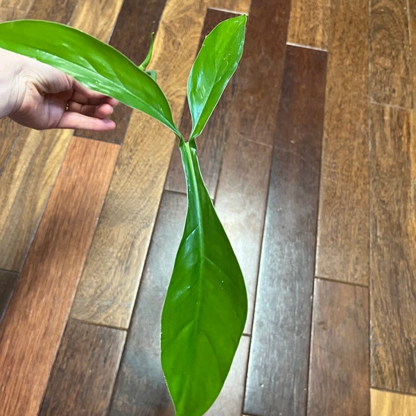 Shop Philodendron 69686 Online - Etsy