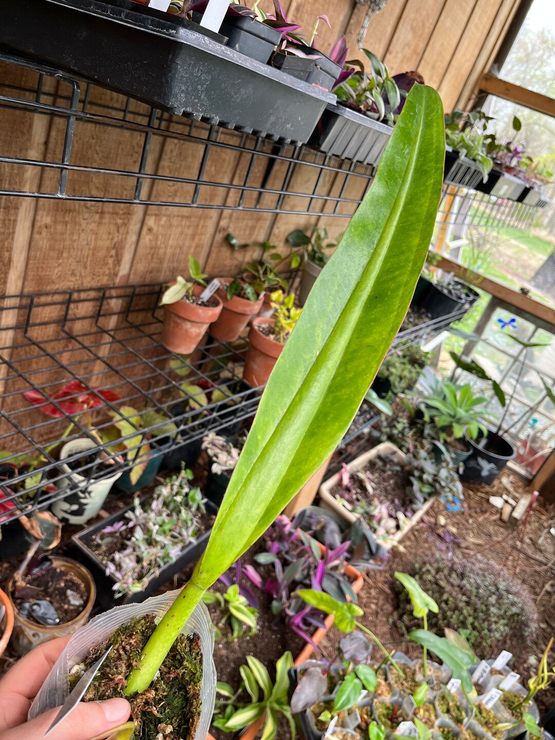 Philodendron Crassinervium - Etsy